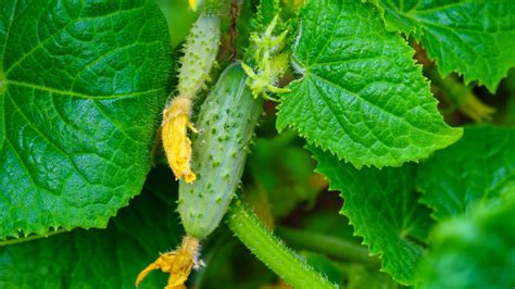 13 Cucumber Varieties You Might Not Know About