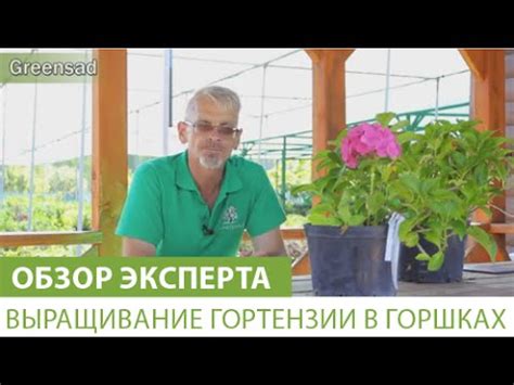 Выращивание гортензии в горшках - YouTube