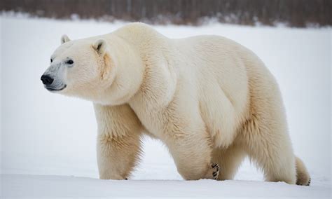 눈밭을 걷고있는 북극곰 무료이미지 네이버 블로그