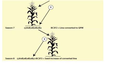 Molecular Breeding For Quality Protein Maize Pptx Genetics Science