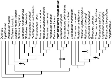 consensus tree from three most parsimonious trees length 374 ci