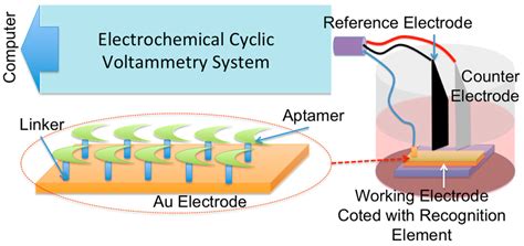 sensors free full text an apta biosensor for colon cancer diagnostics