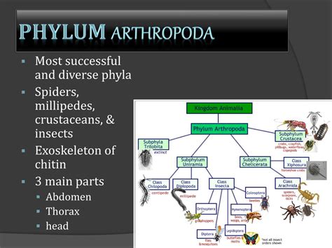 Ppt Phyla Review Powerpoint Presentation Free Download Id2129223