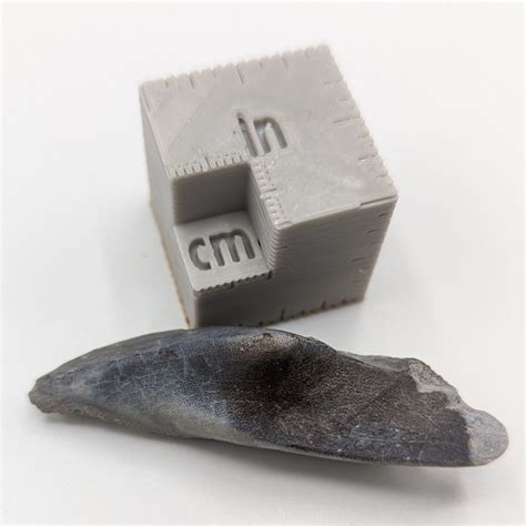 Placoderm Toothplate Member Collections The Fossil Forum