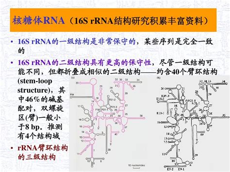 核糖体 Word文档在线阅读与下载 免费文档