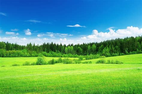 Green Nature Wallpapers On Wallpaperdog