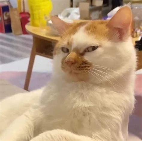 Funny And Cute Cat Pictures