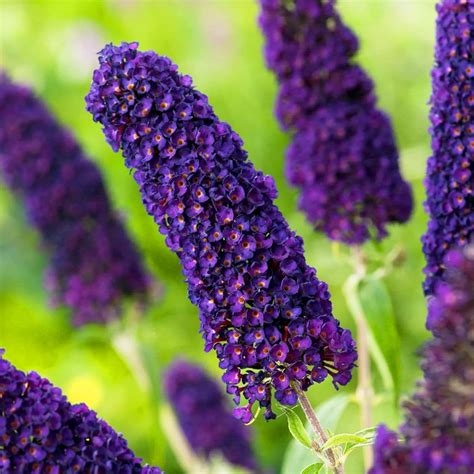 Kviter 50 Dark Purple Butterfly Bush Seeds For Planting