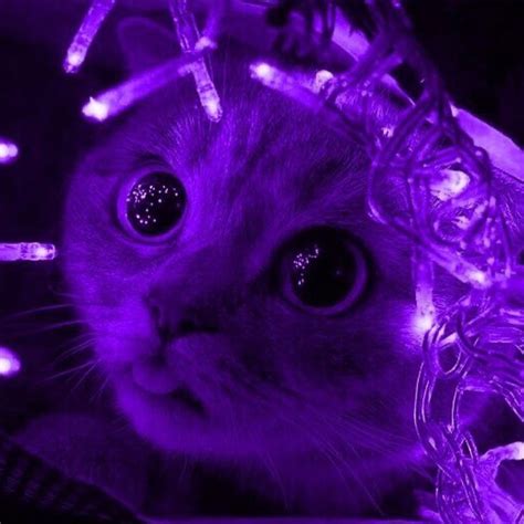 Stefieb Wikitubia Fandom