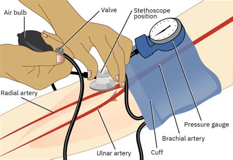 7 2 How To Perform Vital Signs Medicine Libretexts