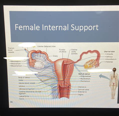 Female Reproductive 1 Diagram Quizlet