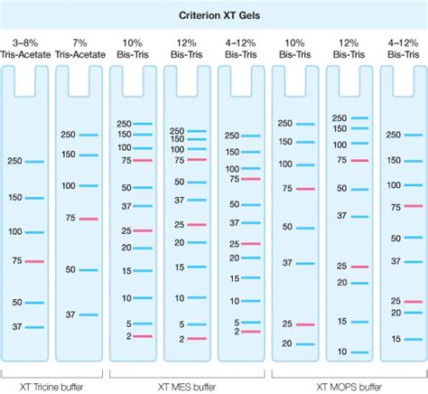 Prestained Protein Ladder Western Blot Holfpart