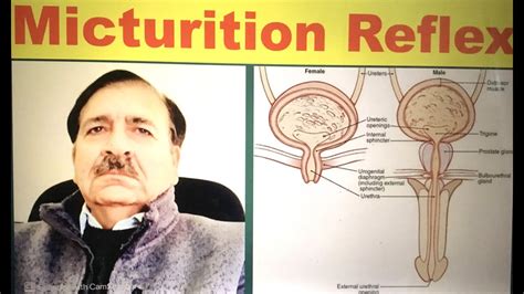 Micturition Reflex And The Cystometrogram Lectures By Dr Alamzeb