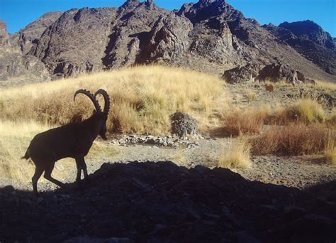 Долоон байршилд зэрлэг ан амьтад уух устай боллоо