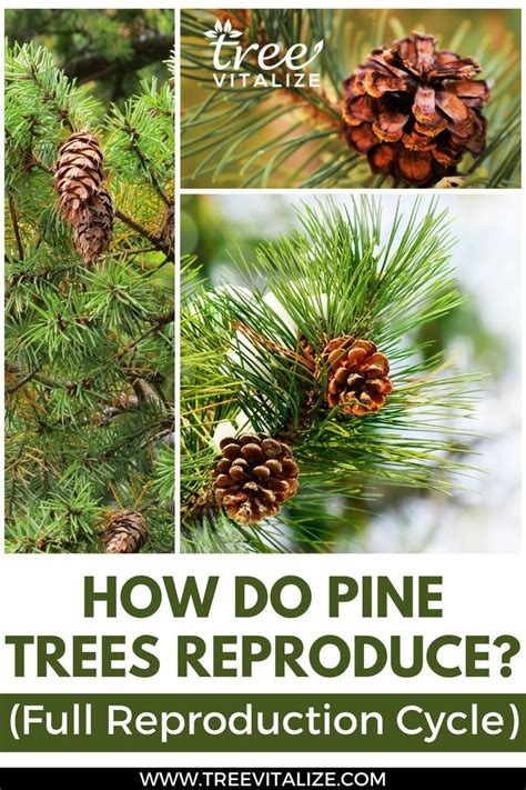 How Do Pine Trees Reproduce Full Reproduction Cycle Artofit