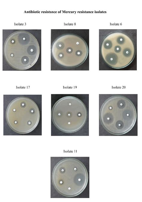 Antibiotic Resistance Of Mercury Resistant Bacteria Download