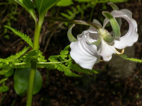 Trillium Catesbaei Bashful Wakerobin