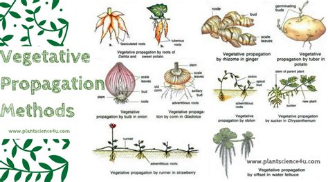 Vegetative Propagation Methods Propagation Propagating Plants Vegetation