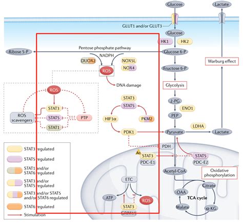Stat调控肿瘤能量代谢 脉脉