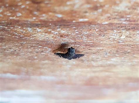 Anthrax Bee Fly Ausemade