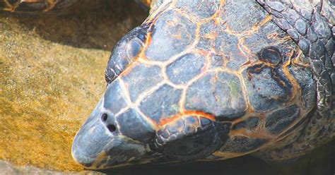 Hawsbill Turtle Album On Imgur