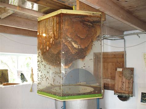 Indoor Plexiglass Observation Hive Api Di Miele Apicoltura