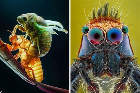 Macro Photographer Tran The Ngoc Captures Captivating Close Up