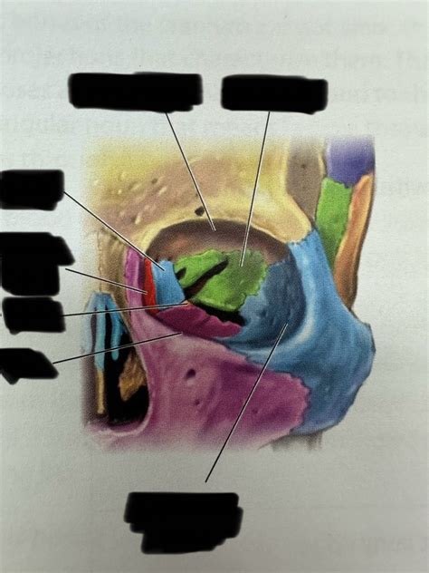 Skull Bone Diagram Quizlet
