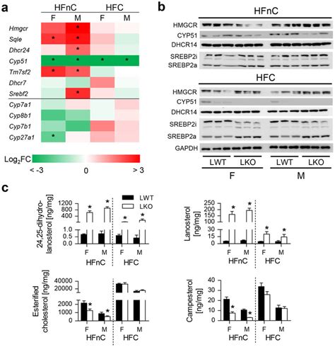 Sex Related Response Of Cholesterol Homeostasis To Dietary Fats In