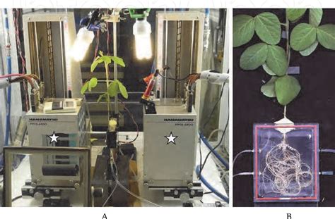 Figure 3 From Effect Of Nitrate On Nodulation And Nitrogen Fixation Of Soybean Semantic Scholar