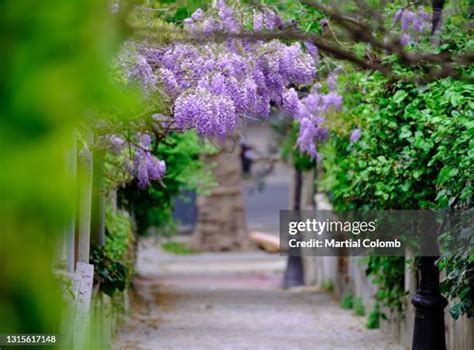 The Wisteria Tree Photos And Premium High Res Pictures Getty Images