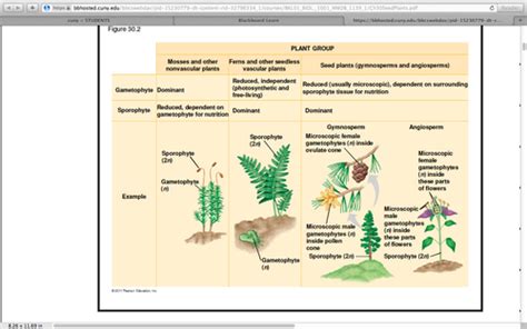 Plant Diversity Ii Lecture Flashcards Quizlet