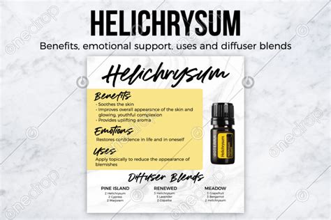Helichrysum Benefits Uses Diffuser Blends By Emily Peters