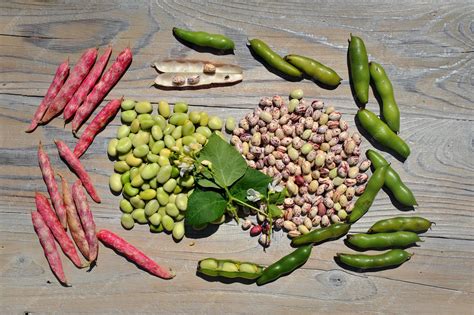 Frijoles Crudos Recién Recogidos Vicia Faba Y Vainas De Frijoles Con
