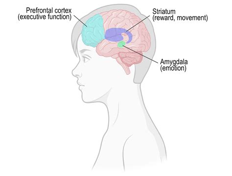 The Teenage Brain A Method To The Madness Nc Dna Day Blog
