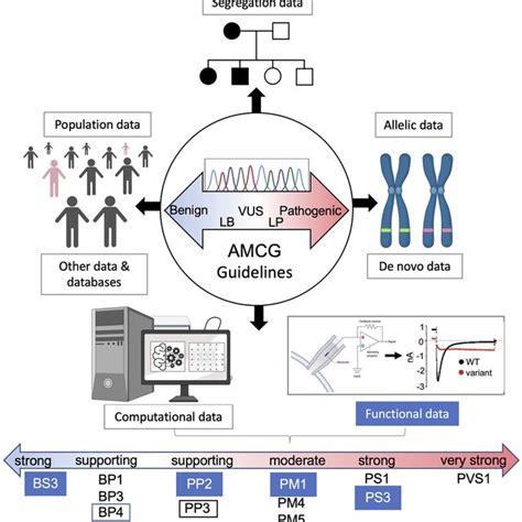 Amcg Guidelines For Variant Interpretation A Brief Overview Of The Download Scientific Diagram