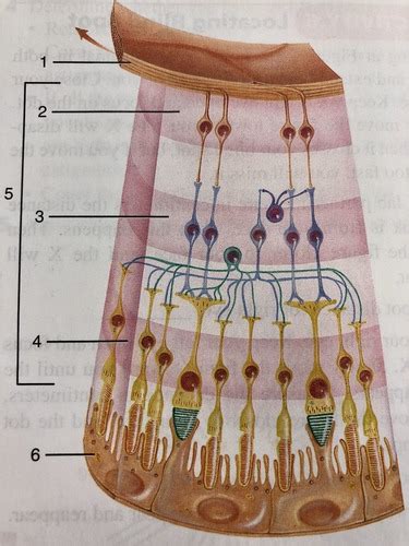 Microscopic Structure Of Retina Flashcards Quizlet