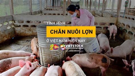 Tình Hình Chăn Nuôi Lợn ở Việt Nam Hiện Nay Vietstock Expo And Forum