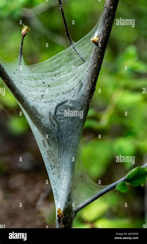 Close Up Of An Eastern Tent Caterpillar Nest That Is On A Tree Growing