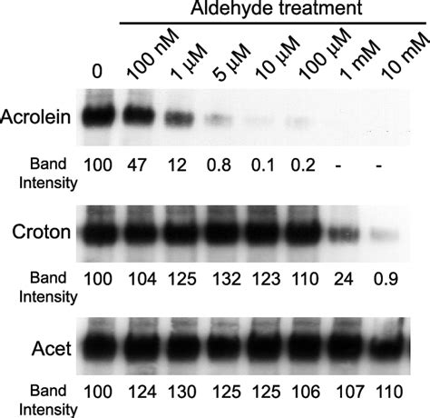 Acrolein And Crotonaldehyde Inhibit P50 Dna Binding Purified