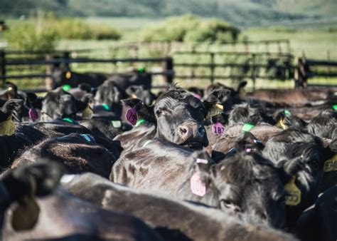 Estrus Detection Aids And Timed Cattle Breeding Drovers