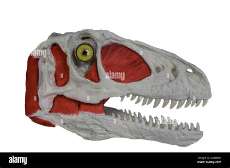 Carnivore Dinosaur Teeth