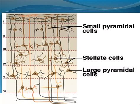 Anatomy Of The Cerebrum PPT Brain And Nervous System Disorders Diseases And Conditions