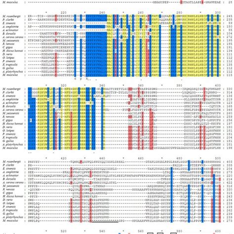 Multiple Alignments Of Mrfoxl2 With Several Foxl2 Orthologues The