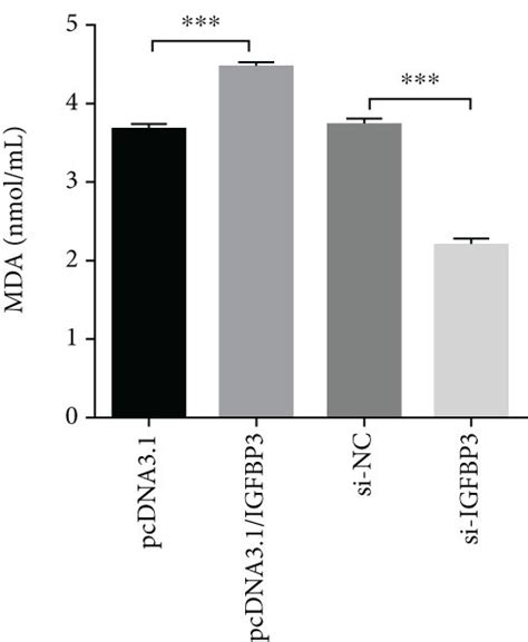 Igfbp3 Promoted Oxidative Stress And Inhibited Proliferation Of