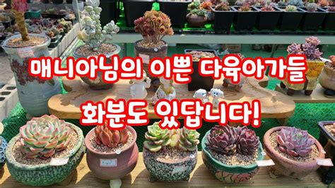 230411매니아 이모님의 이뿐 다육아가들~화분도 있어요~ Youtube
