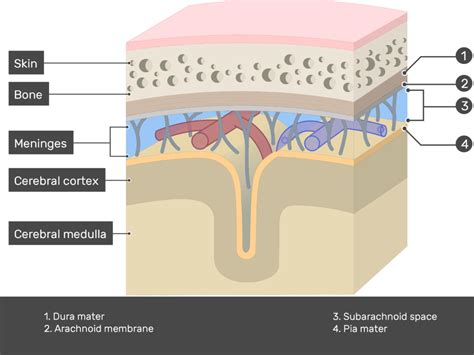 Meninges Of The Brain Meninges Nervous System