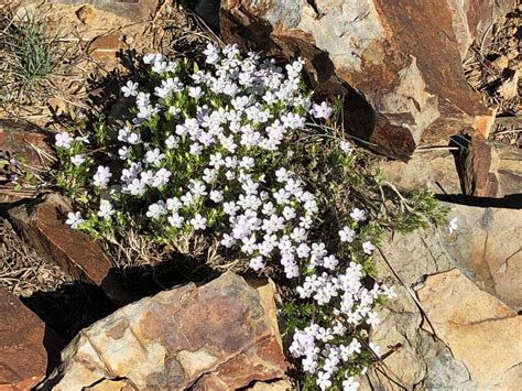 Granite Gilia Linanthus Dan Allison Flickr