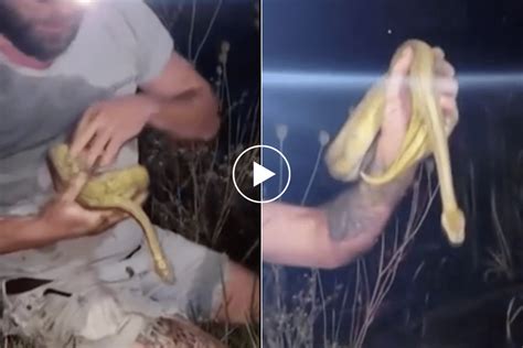 Watch Angler Pulls 4 Foot Python Out Of Wisconsin Fishing Pond Wide