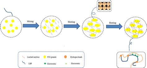 Schematic Diagram For The Mechanism Of Interaction Between POS And LBP Download Scientific